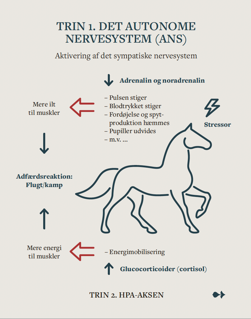 Kan en hest få stress? - TÖLT Magasinet