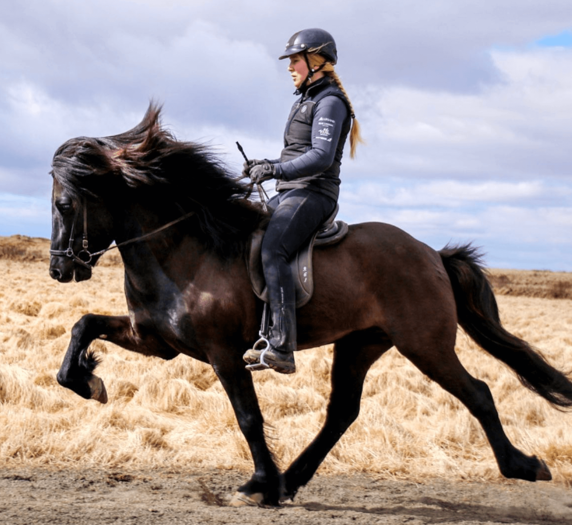 Verdens højest kårede hingst kommer til Danmark nu - TÖLT Magasinet