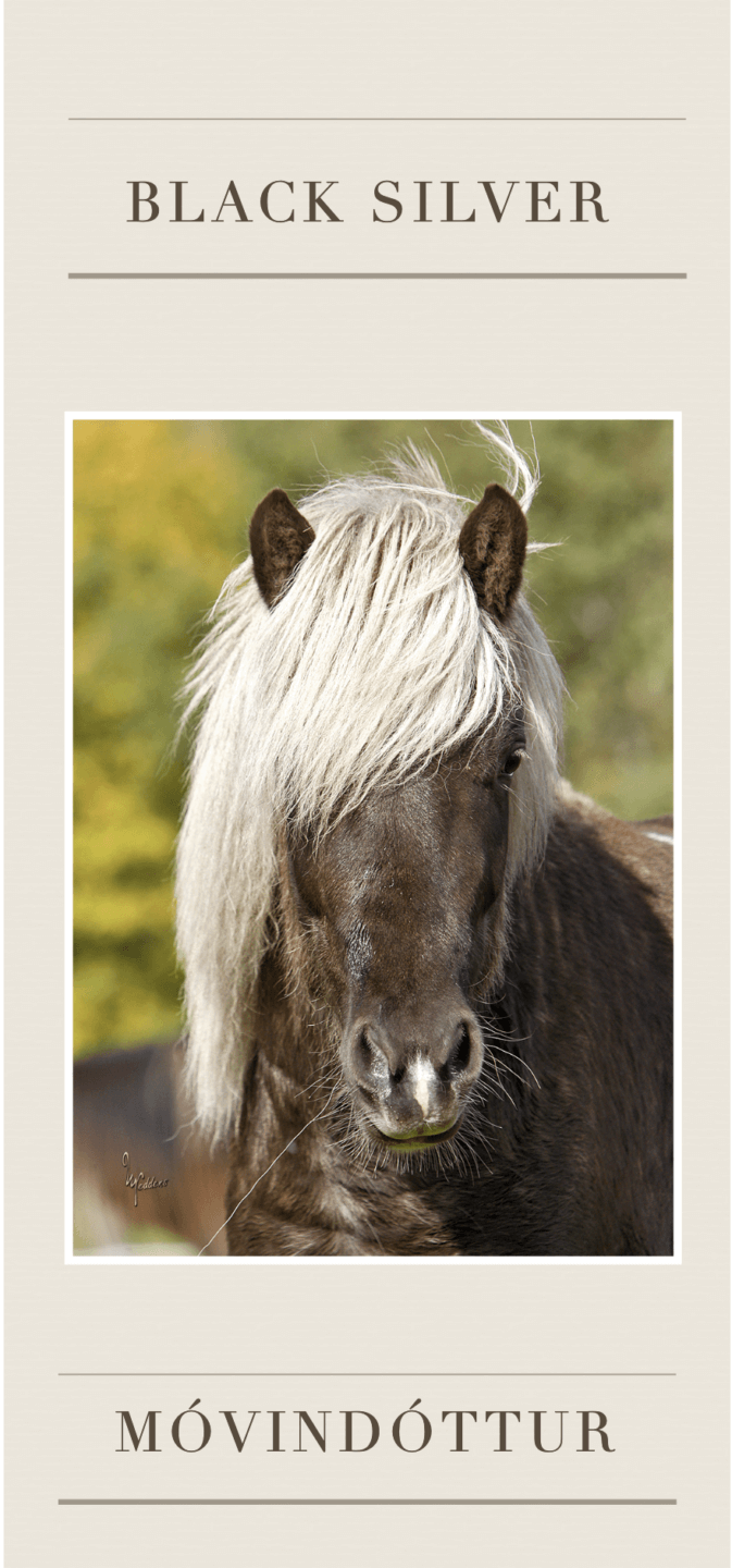 Vær forsigtig med farveavl: Man bør ikke krydse to heste med ...