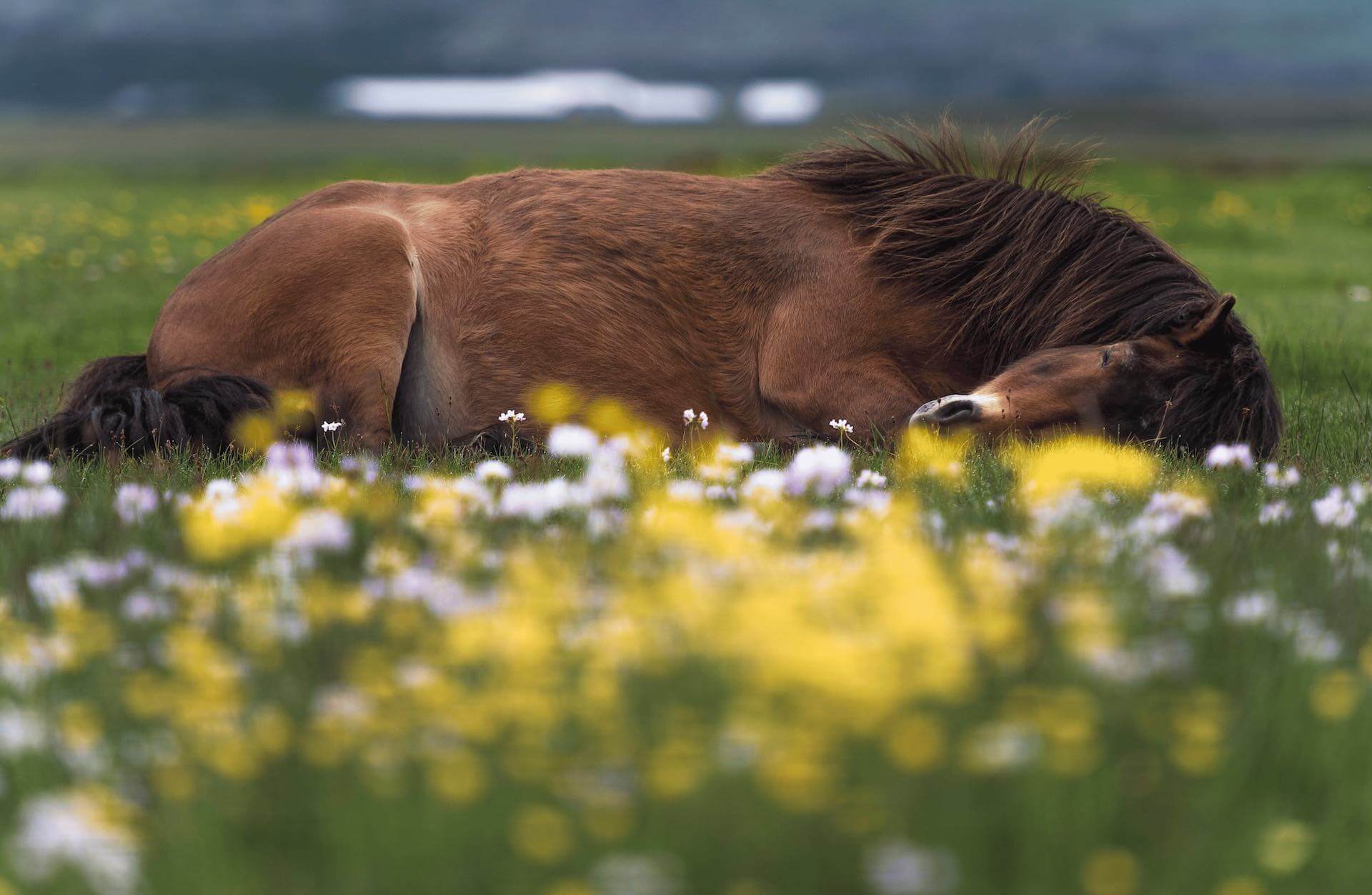 Internationalt: Islandshesteverdenen opprioriterer viden og debat om ...