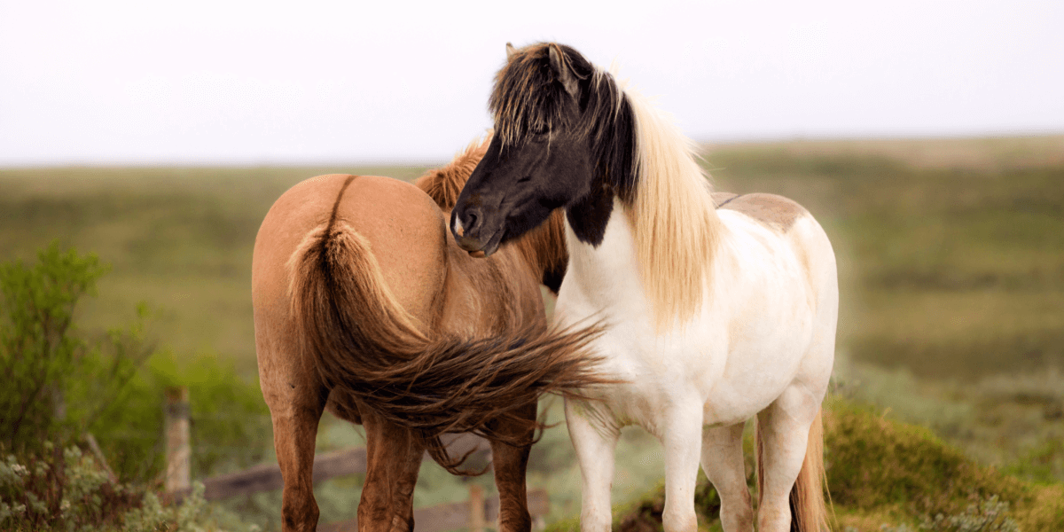 Sådan læser du FEIFs regelsæt og får svar på nærmest alt - TÖLT Magasinet