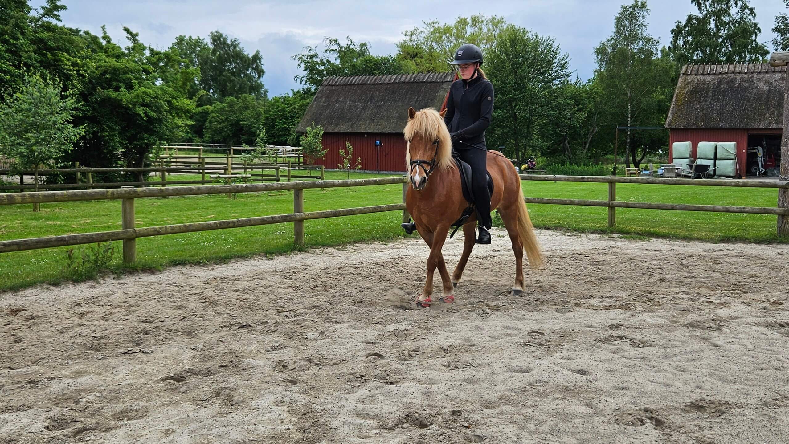 Thea har en drøm om at arbejde med hest og rytter som en helhed - TÖLT ...